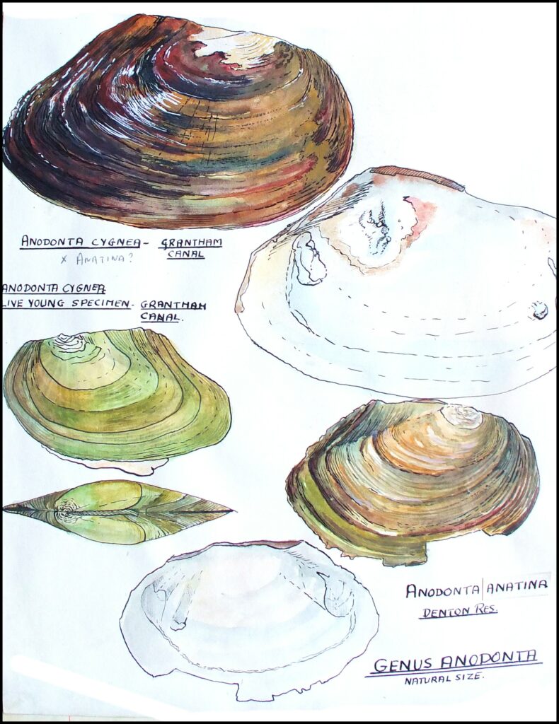 Trailblazing Research - Connected