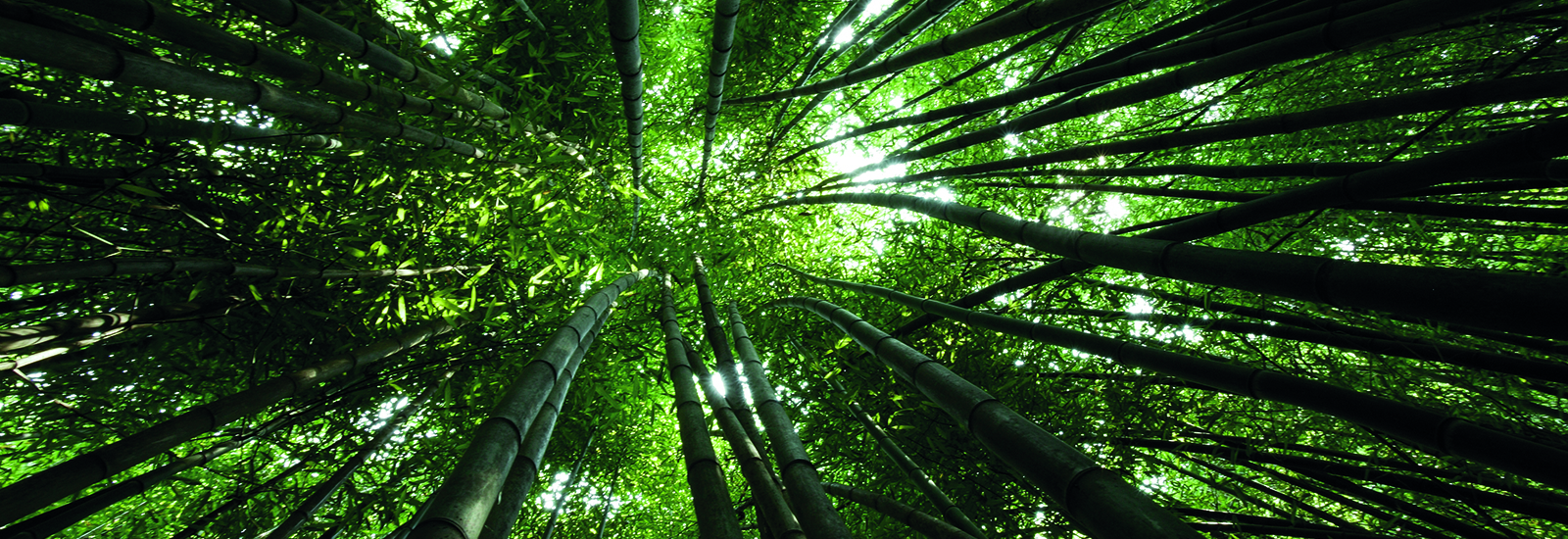 Answers In The Rainforest - Connected