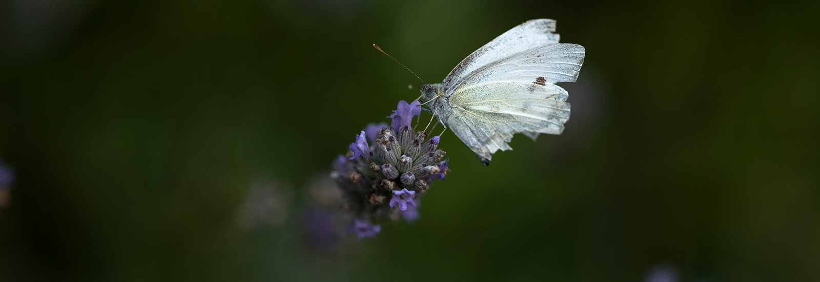 The Butterfly Effect - Connected