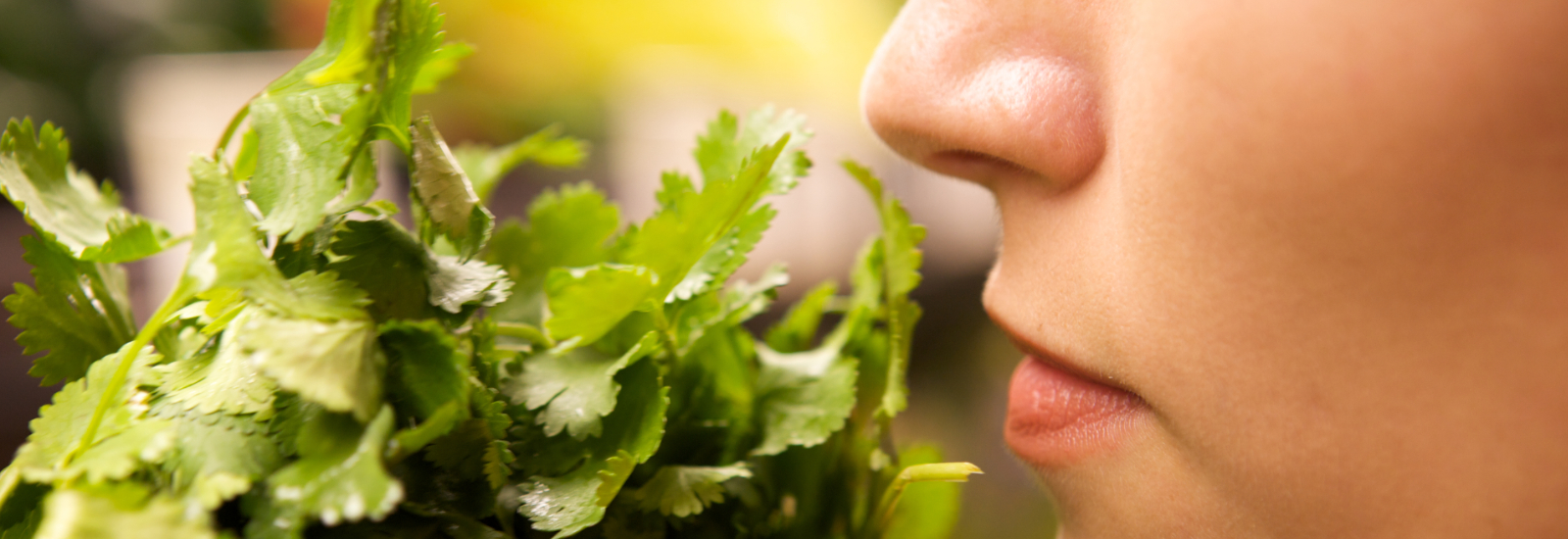 The Power Of Smell - Connected